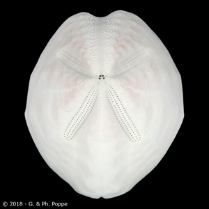 for Sale | Conchology