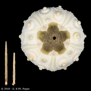 Sea Urchin for Sale | Conchology