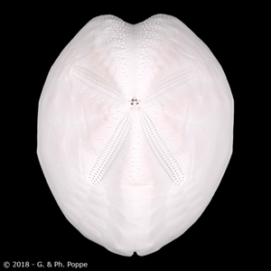 for Sale | Conchology