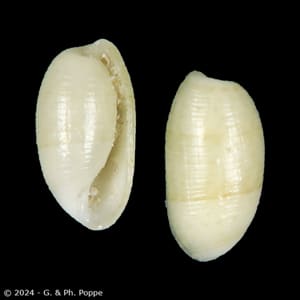 Shells For Sale | The Largest Official Seashells Website | Conchology