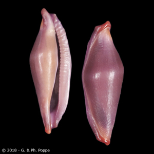 Shells For Sale Shown By Species_science | ConchologyOVULIDAE for Sale