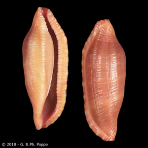 Shells For Sale Shown by Species: OVULIDAE for Sale