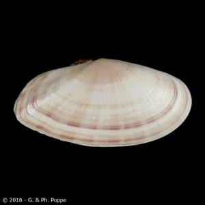 Shells For Sale Shown by Species: PSAMMOBIIDAE for Sale