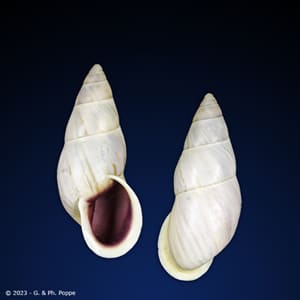 Conchology, Inc. - Auction Index