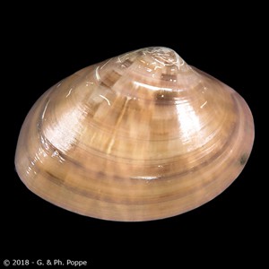 Shell Encyclopedia - Conchological MegaDatabase Iconographic Overview ...