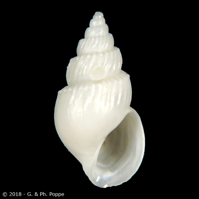 Featured Shells For Sale | Conchology
