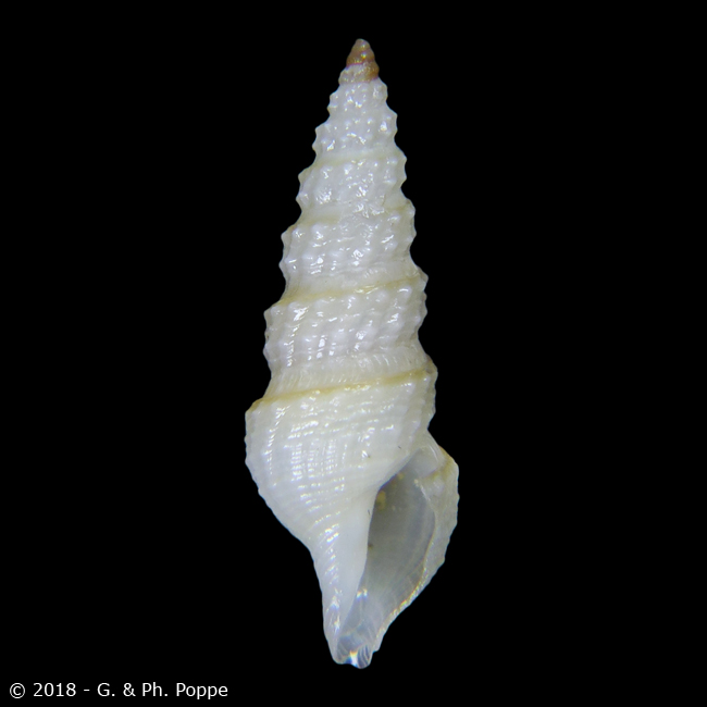 Shell Encyclopedia - Conchological MegaDatabase Iconographic Overview ...