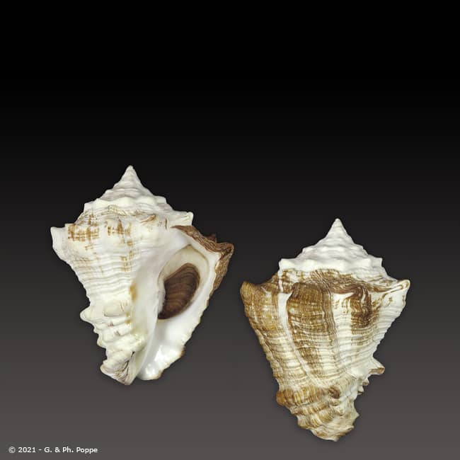 Conchology, Inc. - Auction Catalogue