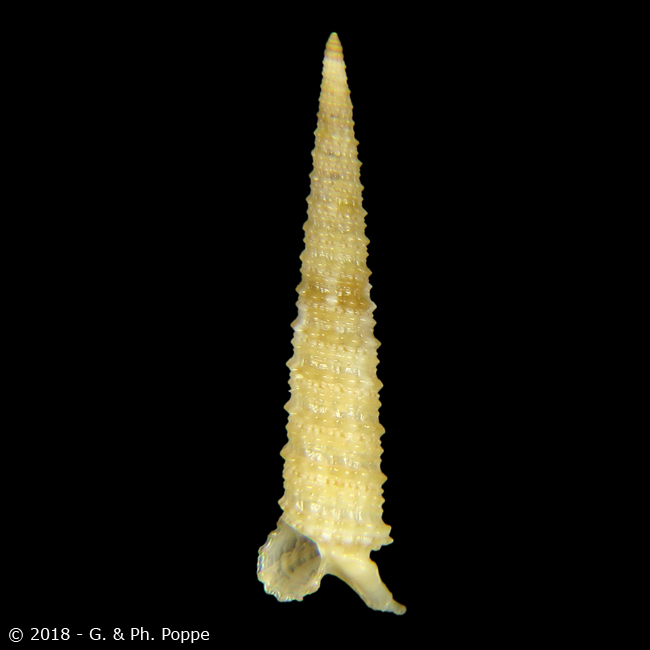 Featured Shells For Sale | Conchology