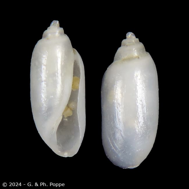 Featured Shells For Sale | Conchology