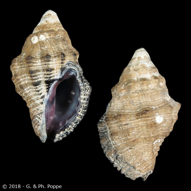 Shell Encyclopedia - Worms Details | Conchology | Conchology