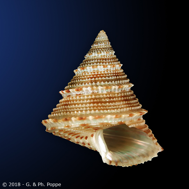Shell Encyclopedia - Conchological MegaDatabase Iconographic Overview on Mollusks ...
