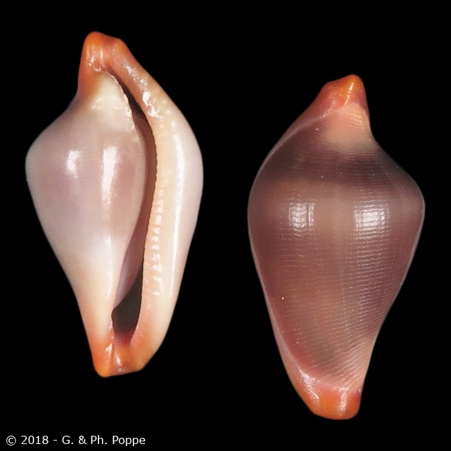 Shell Encyclopedia - Conchological MegaDatabase Iconographic Overview on Mollusks ...