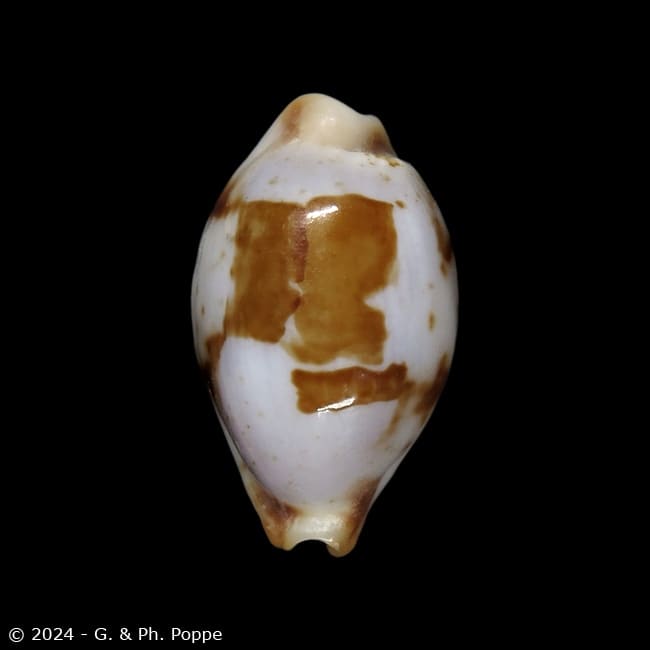 Shells For Sale Shown by Species: CYPRAEIDAE, Bistolida stolida stolida ...