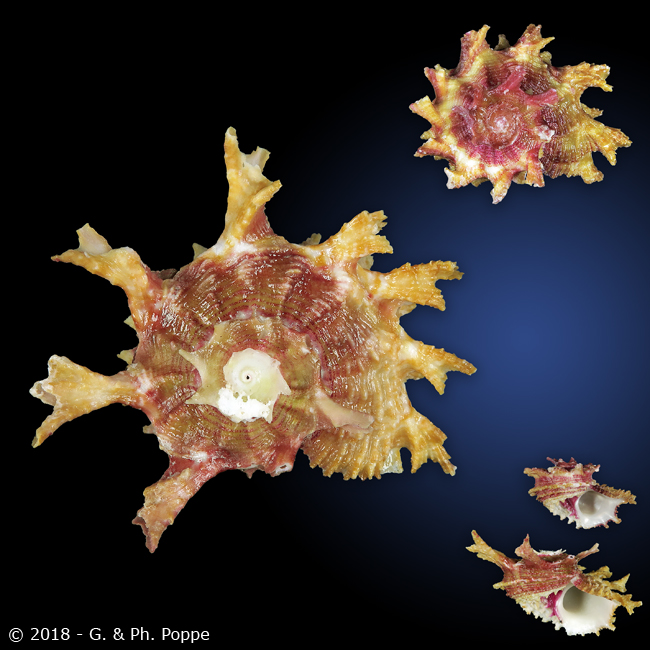 Shell Encyclopedia - Conchological MegaDatabase Iconographic Overview ...