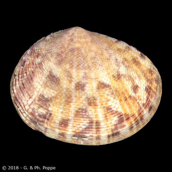 Shell Encyclopedia - Conchological MegaDatabase Iconographic Overview ...