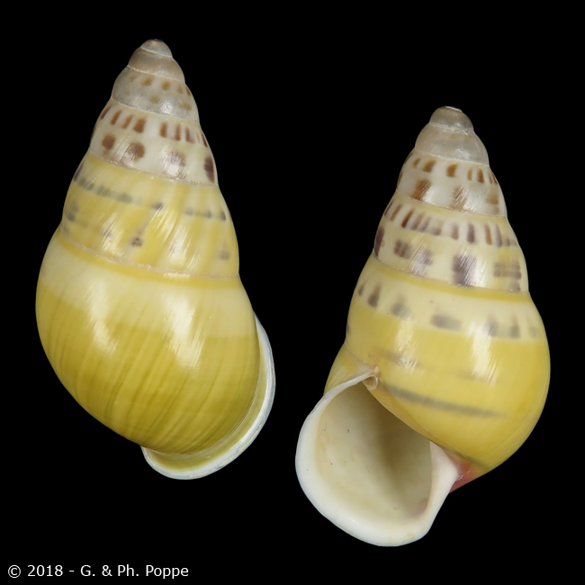 Rare for Sale | Conchology