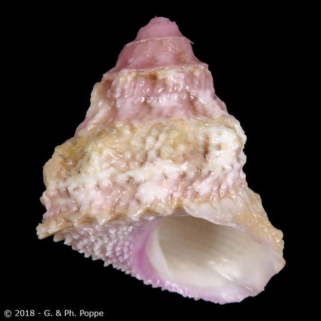 Featured Shells For Sale | Conchology