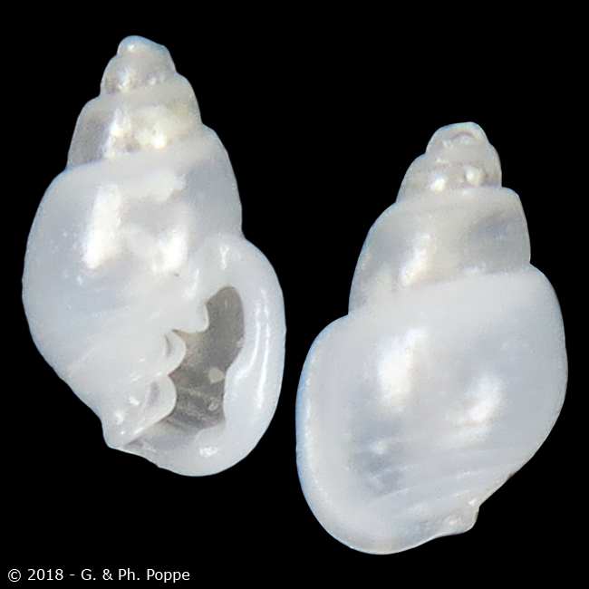 Featured Shells For Sale | Conchology