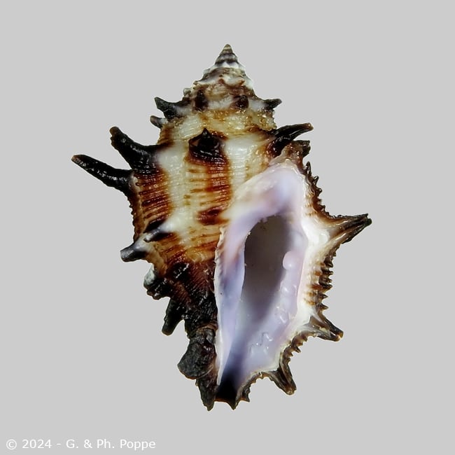 Shells For Sale Shown by Species: MURICIDAE, Morula spinosa for Sale