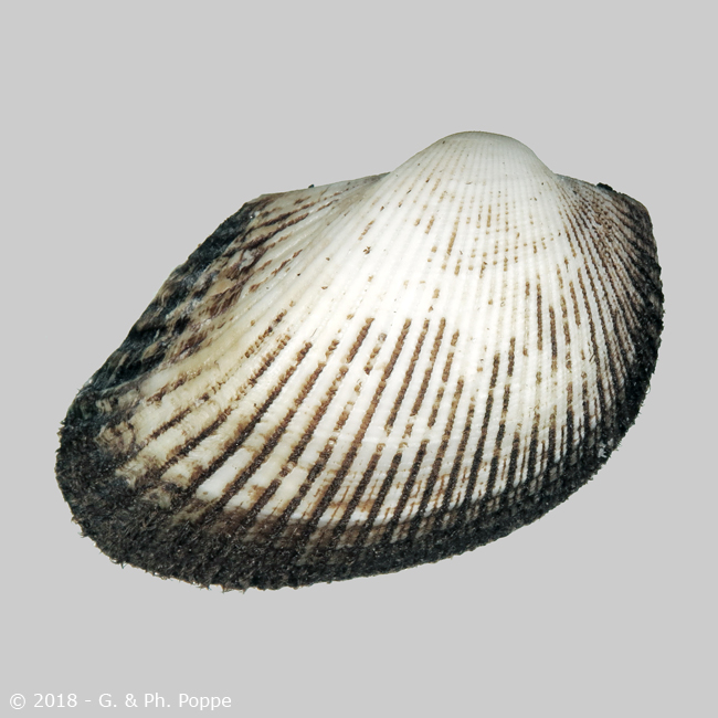 Shells For Sale Shown by Species: ARCIDAE, Anadara antiquata PERIO for Sale