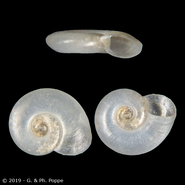 Shell Encyclopedia - Worms Details | Conchology | Conchology