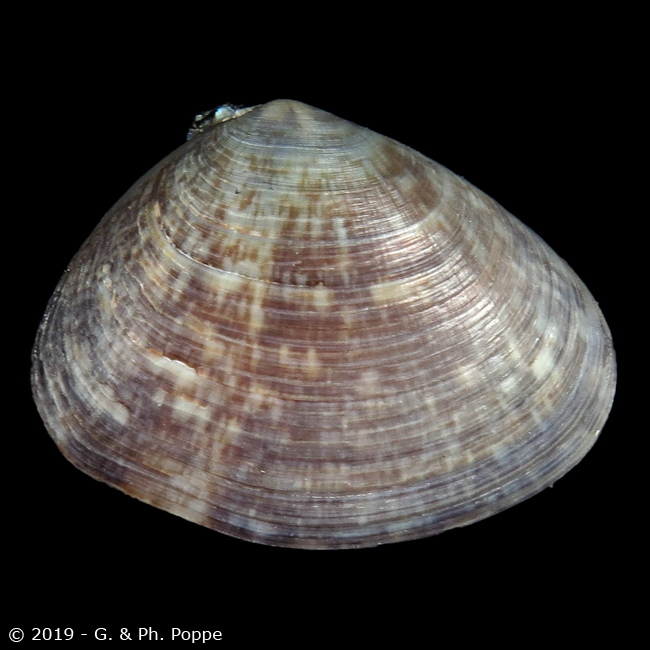 Shells For Sale Shown by Species: DONACIDAE, Donax faba for Sale
