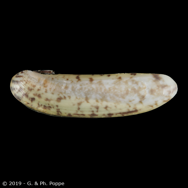 Featured Shells For Sale | Conchology