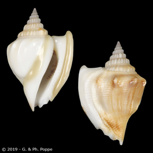 STROMBIDAE for Sale | Conchology