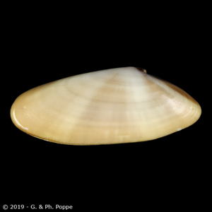 DONACIDAE | Shells Group By Species | Conchology