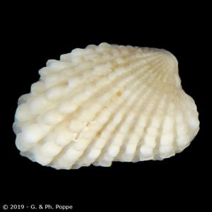 Shells For Sale Shown by Species: CARDITIDAE for Sale