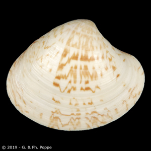 Shell Encyclopedia - Conchological MegaDatabase Iconographic Overview ...