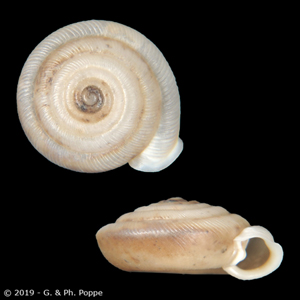 Shells For Sale Shown by Species: POLYGYRIDAE for Sale