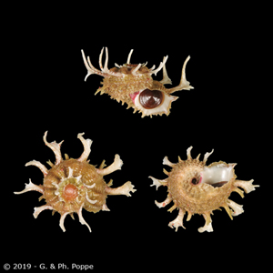 Famous for Sale | Conchology