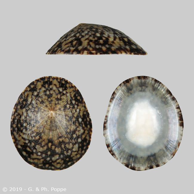 Featured Shells For Sale | Conchology