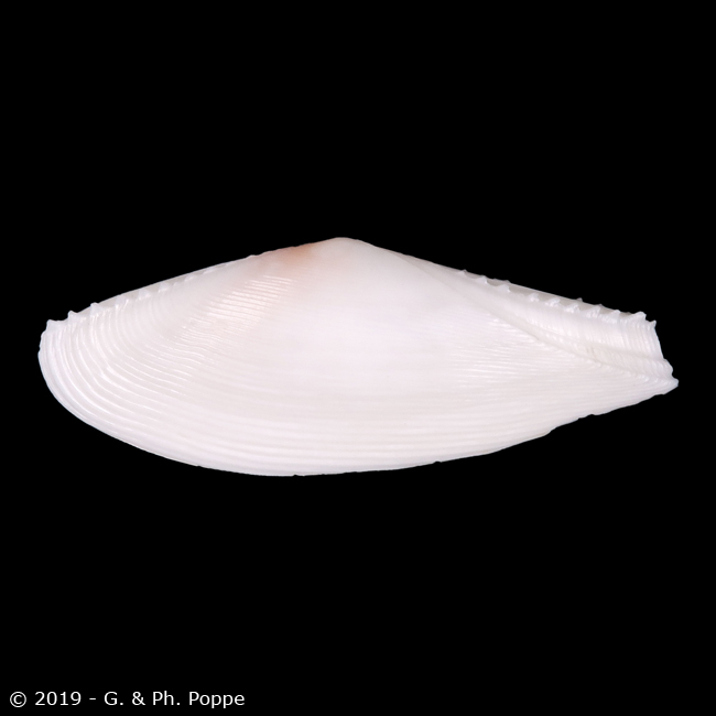 Featured Shells For Sale | Conchology