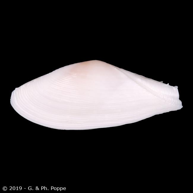 Featured Shells For Sale | Conchology