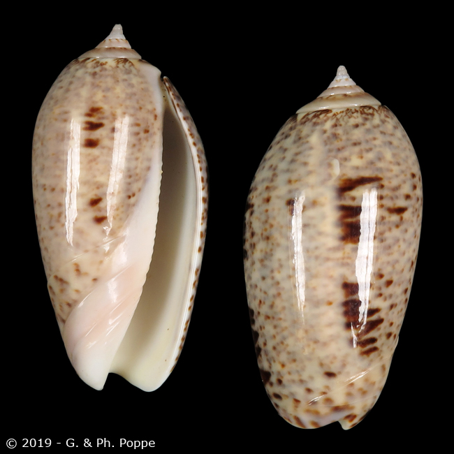 Featured Shells For Sale | Conchology