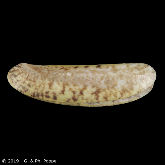 Featured Shells For Sale | Conchology