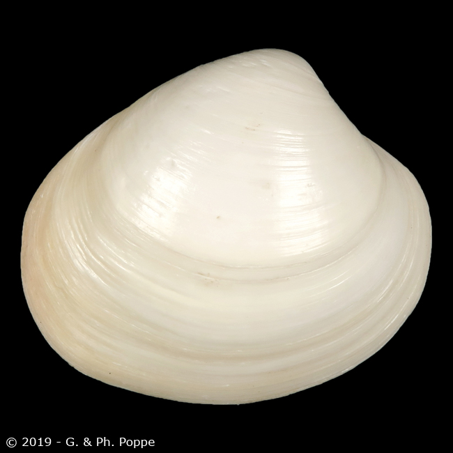 Featured Shells For Sale | Conchology