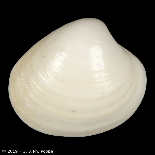 Featured Shells For Sale | Conchology