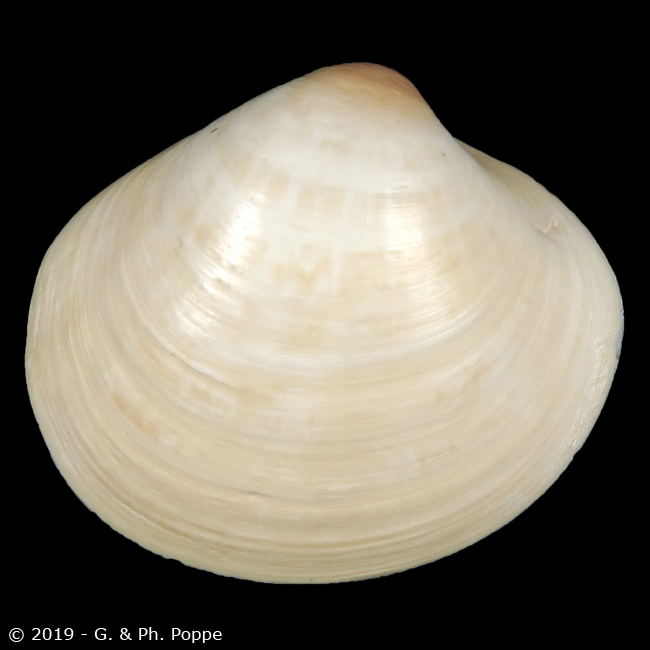 Shell Encyclopedia - Worms Details | Conchology | Conchology