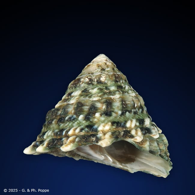 Featured Shells For Sale | Conchology
