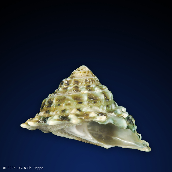 Featured Shells For Sale | Conchology