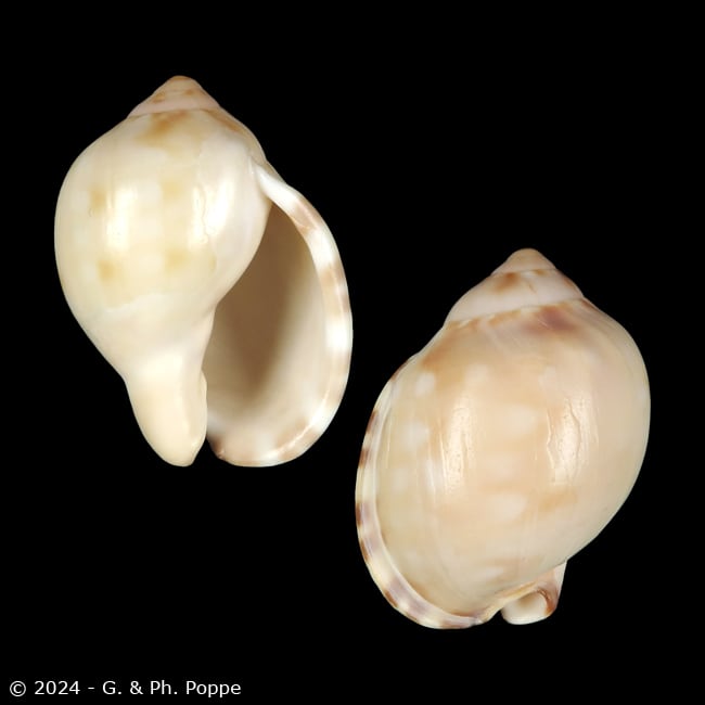 Featured Shells For Sale | Conchology