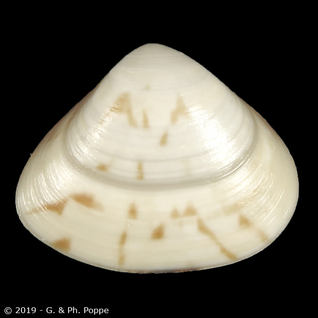 Featured Shells For Sale | Conchology