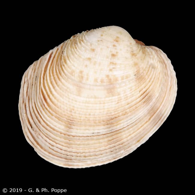 Shell Encyclopedia - Conchological MegaDatabase Iconographic Overview ...