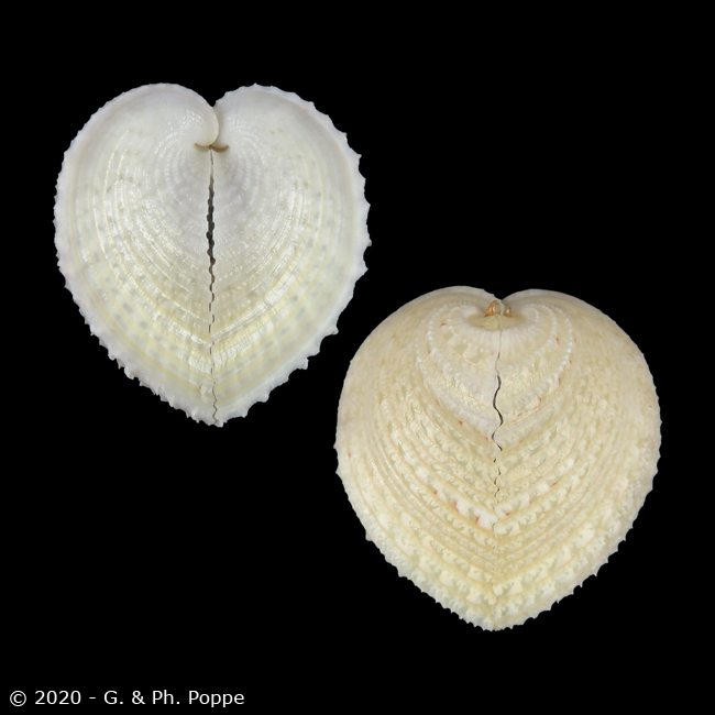 Famous for Sale | Conchology