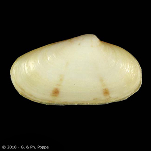 MESODESMATIDAE | Shells Group By Species | Conchology