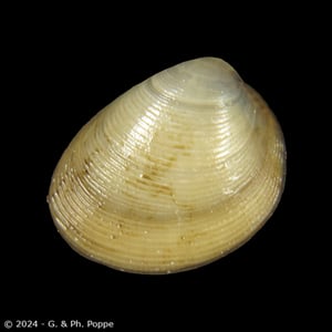 Shells For Sale Shown by Species: NUCULIDAE for Sale